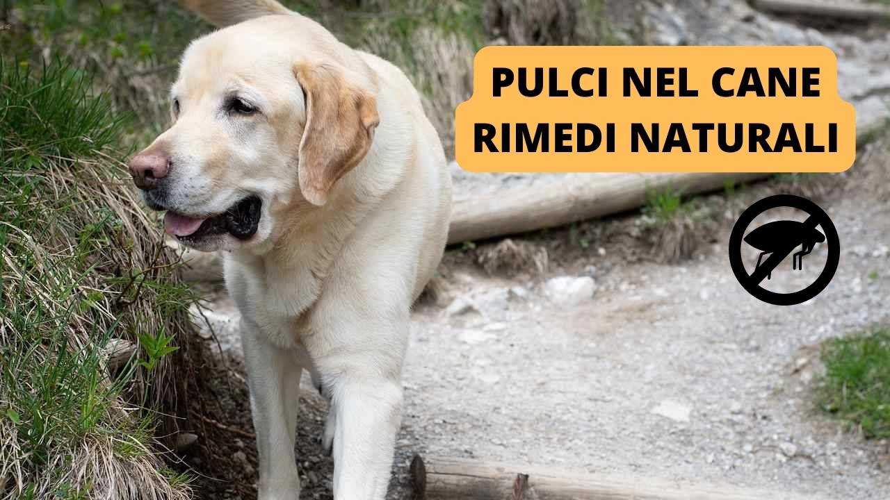 Pulci nel cane, rimedi naturali che funzionano davvero