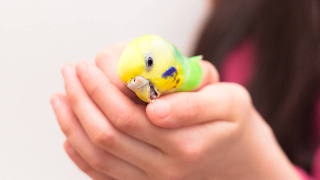 Pappagallini e il benessere dei proprietari: benefici di allevare ...