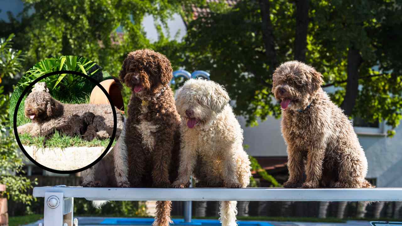 Cani compatibili con il Perro de Agua Espanol: razze e caratteristiche