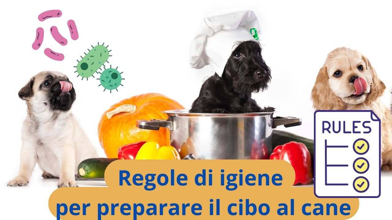 Non tutti lo sanno: per preparare cibo al cane bisogna seguire delle regole