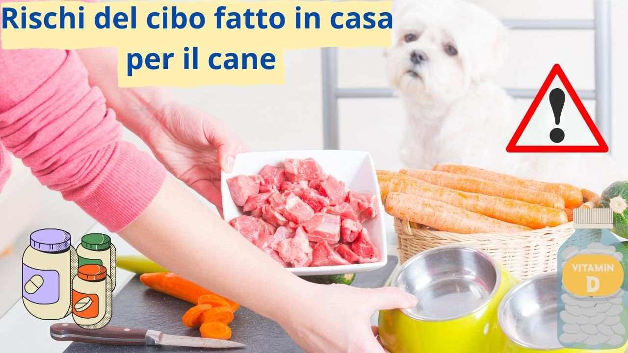 Se dai questo cibo al tuo cane, rischia una serie di problemi di salute