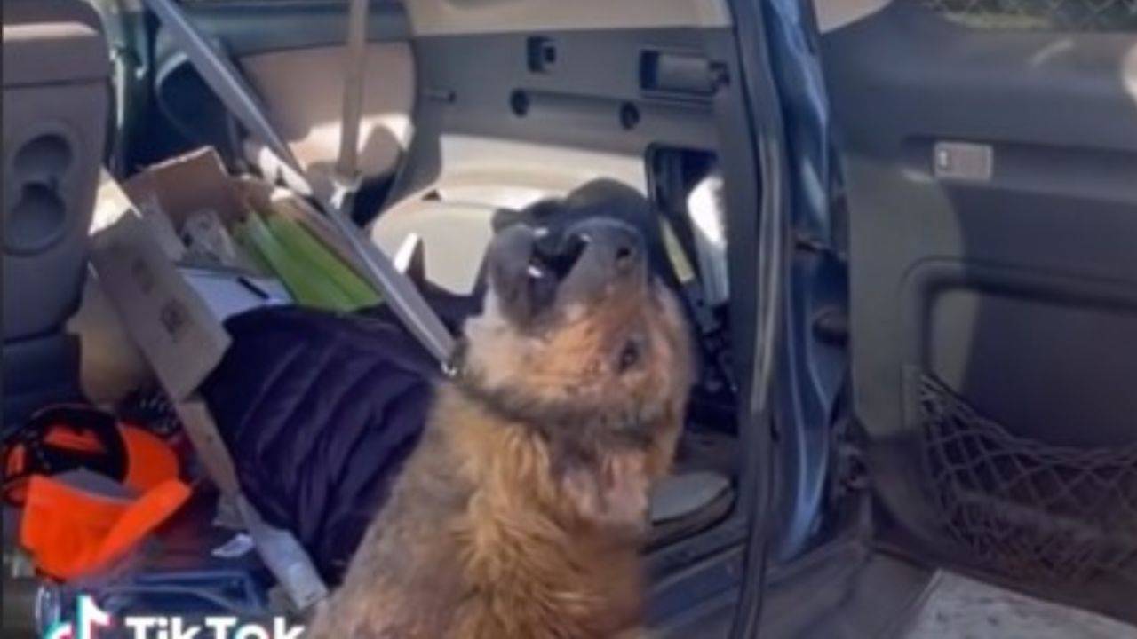 La trasformazione di Simba: adesso è il cane più dolce del mondo - VIDEO