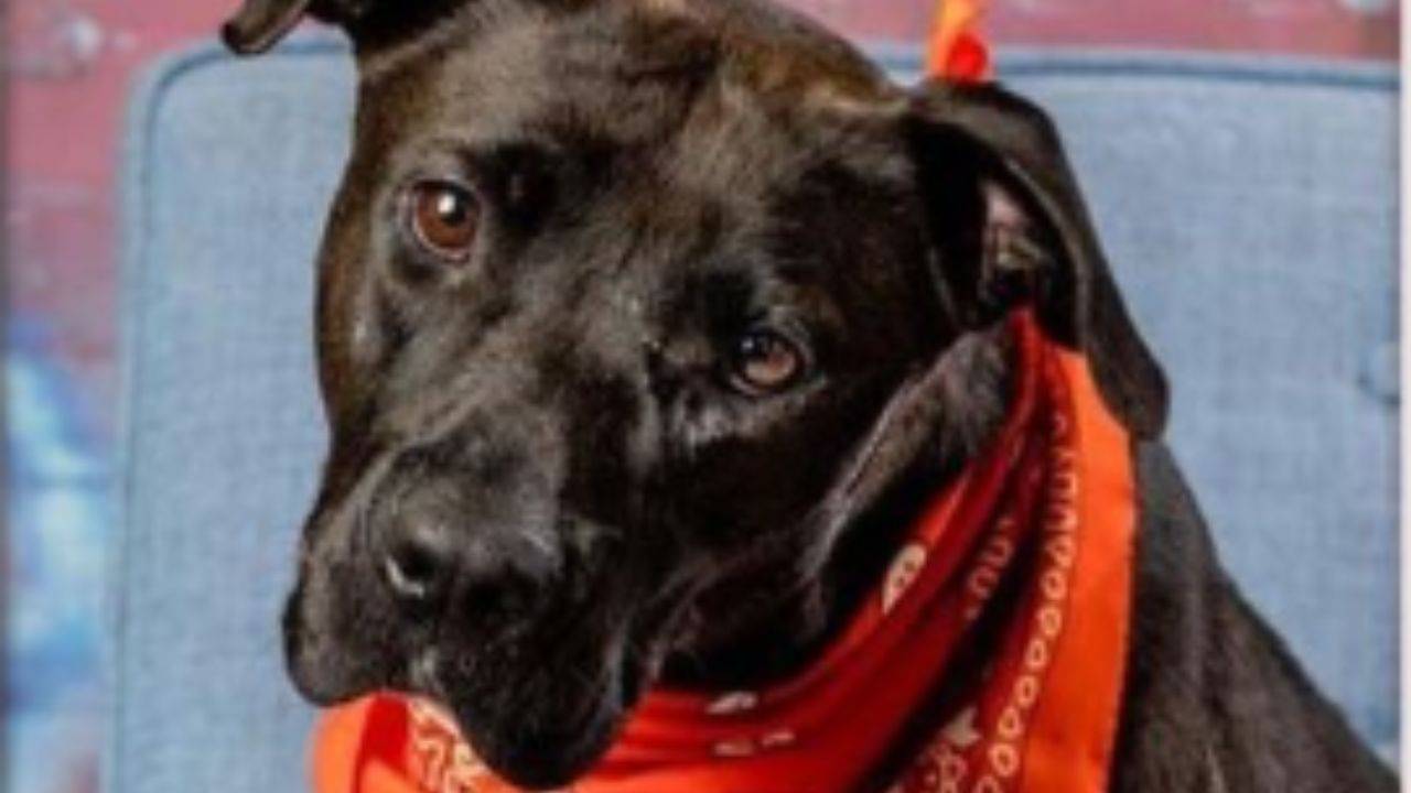 In rifugio da oltre 730 giorni, cane dolcissimo aspetta la sua famiglia ...