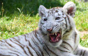 Tigre bianca: alcune curiosità su questo maestoso animale