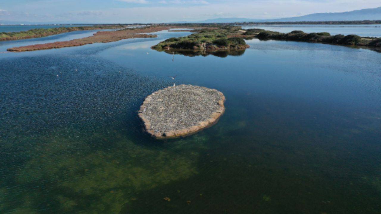 Alla scoperta dell'isolotto artificiale ecologico creato con i gusci cozze