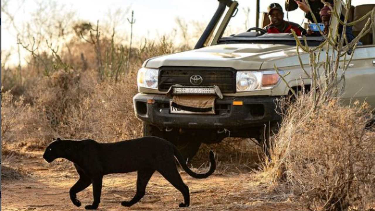 Come su un set cinematografico gli scatti fotografici della pantera nera
