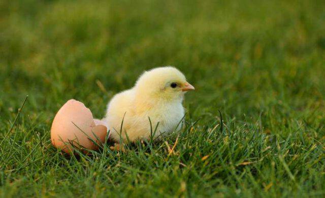 Animali della Pasqua Cristiana: colomba, coniglio e non solo