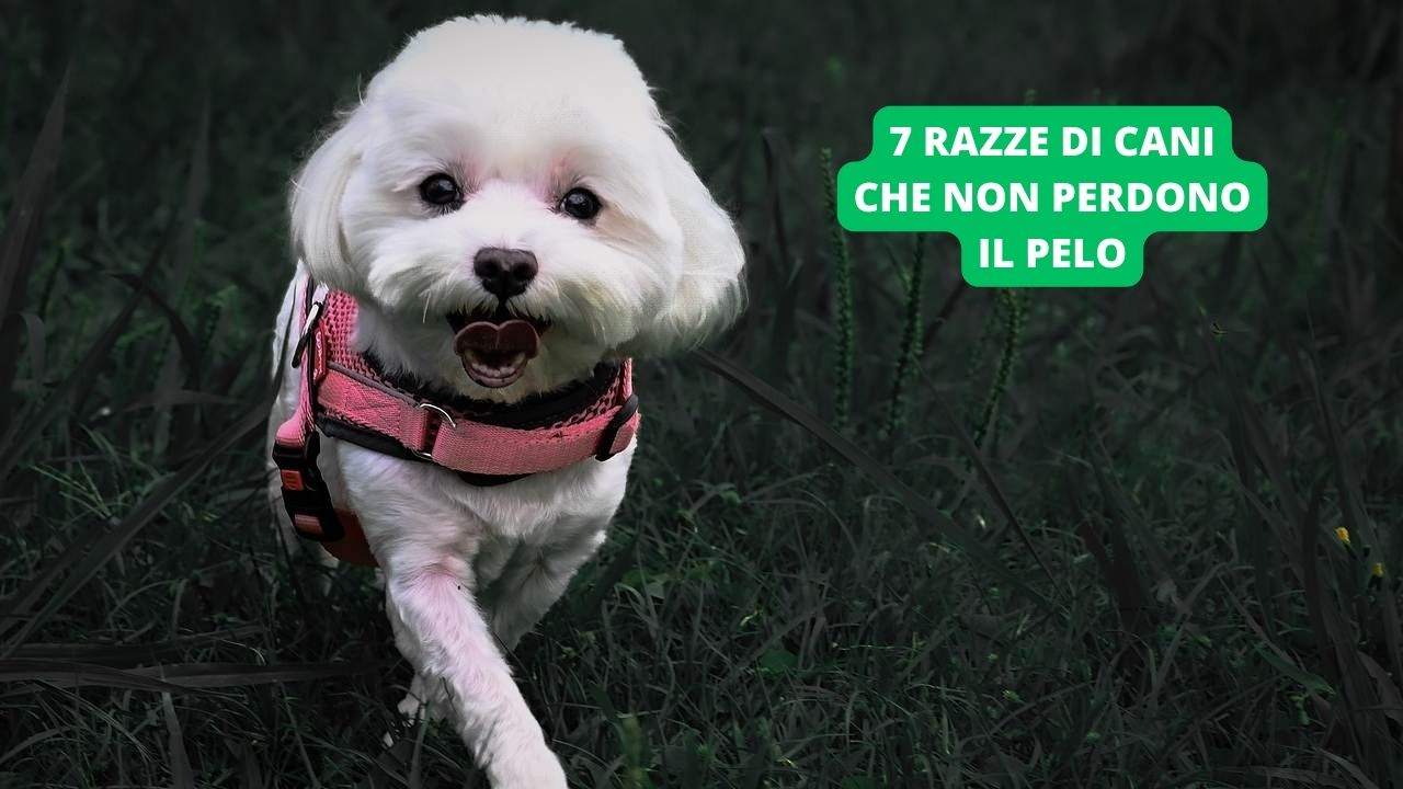 7 razze di cani che non perdono il pelo: sono i cosiddetti "ipoallergenici"