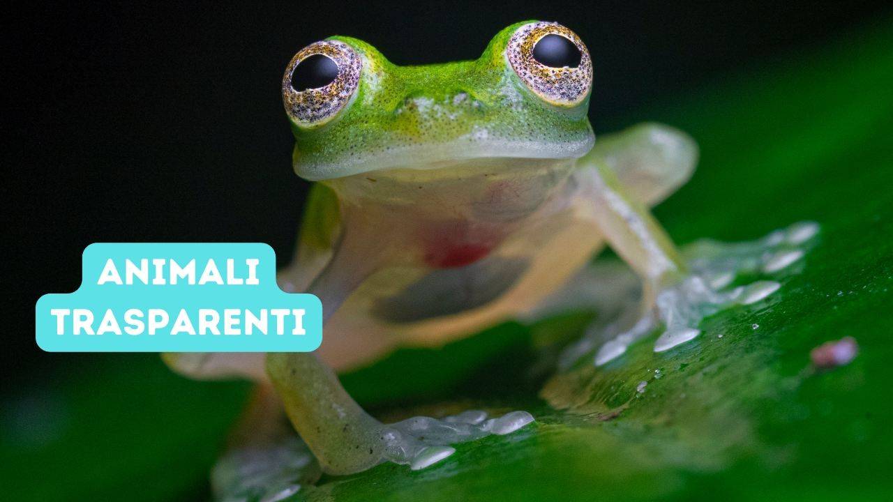 Animali trasparenti: i più belli e i più curiosi che esistono