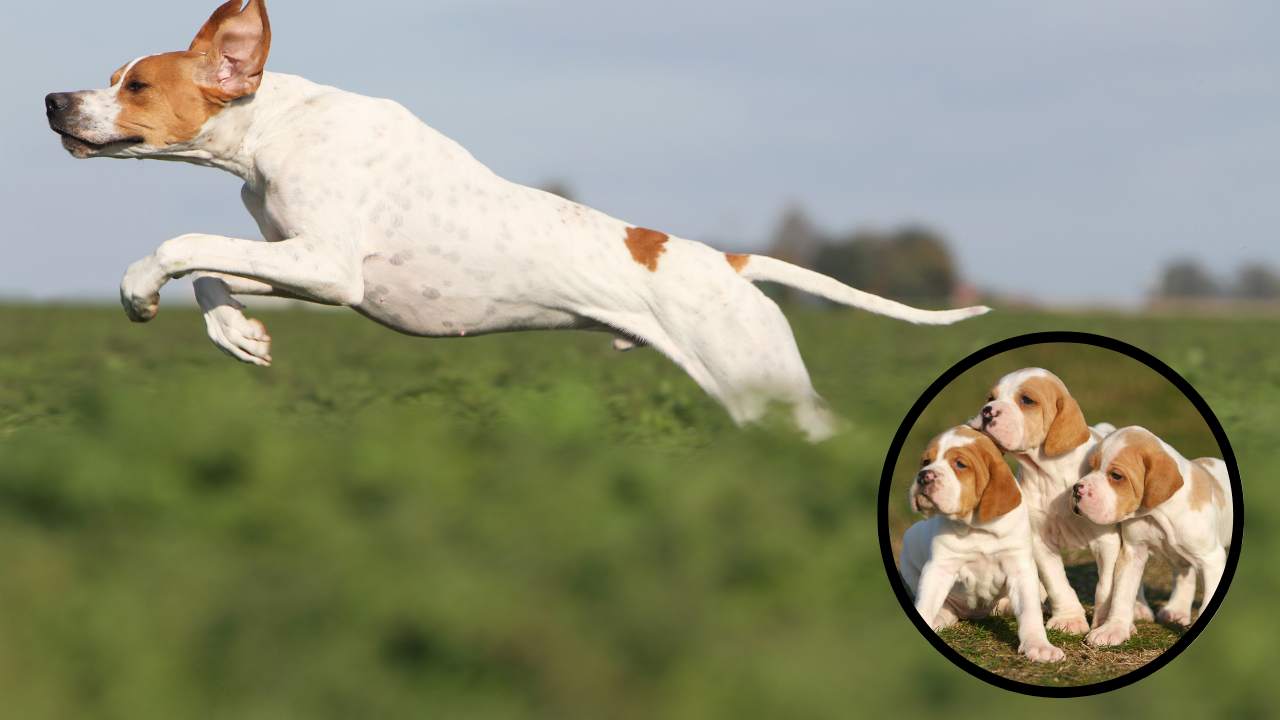 Adottare un Pointer inglese: caratteristiche, carattere, stile e padrone