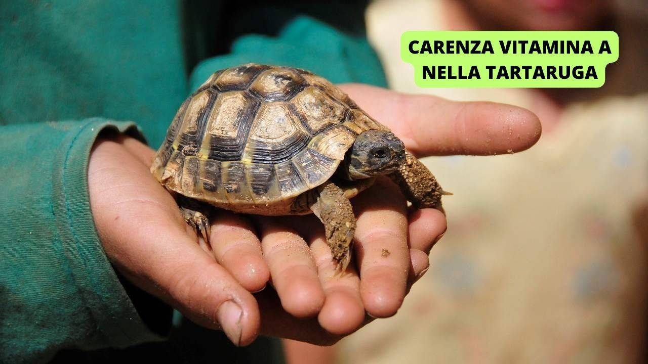 Carenza di vitamina A nelle tartarughe: cause e conseguenze, cosa fare