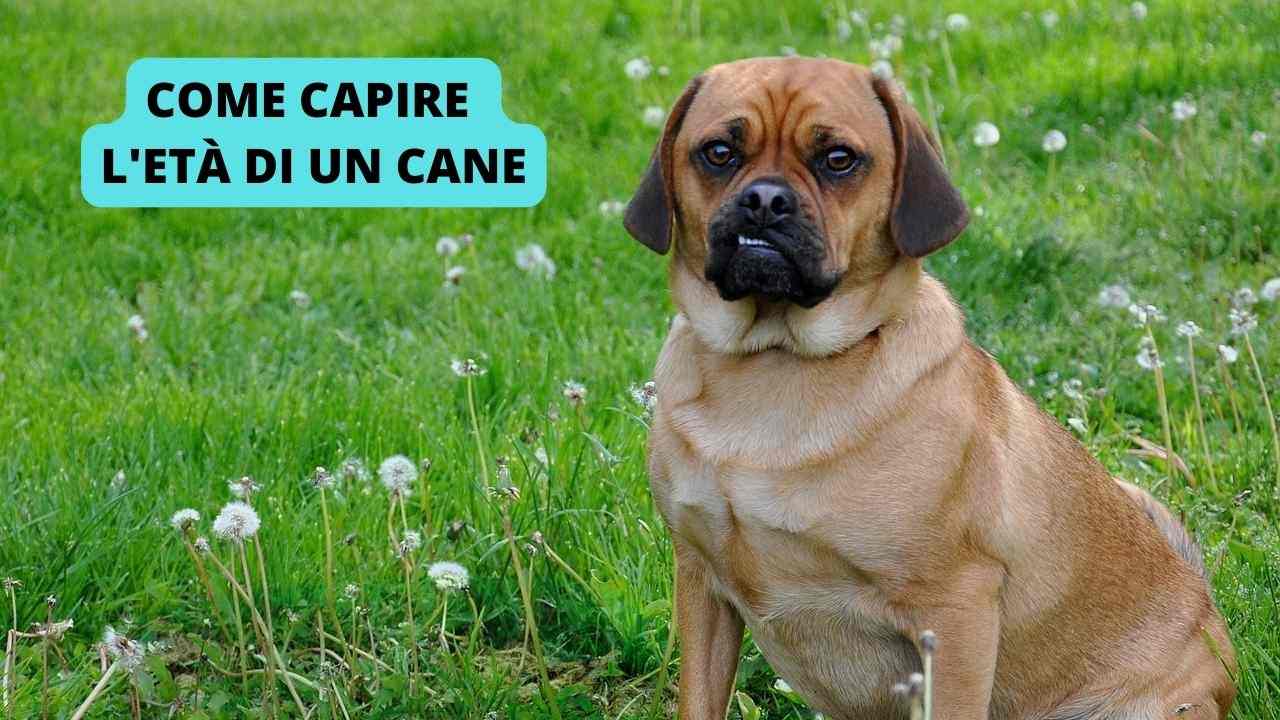 Come capire l'età di un cane dai denti e non solo: come fanno gli esperti
