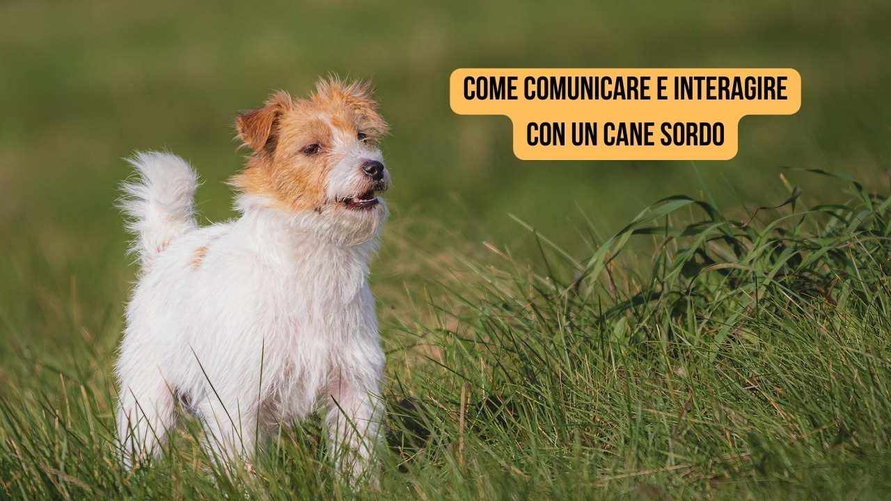 Come comunicare e interagire con un cane sordo: i consigli degli esperti