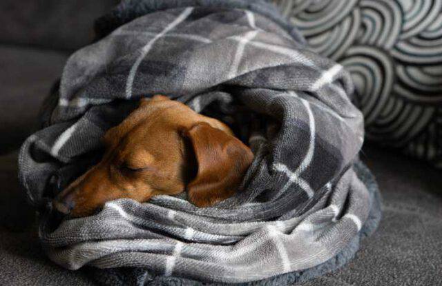 Il cane ha il naso freddo: che significa e quando dovresti preoccuparti