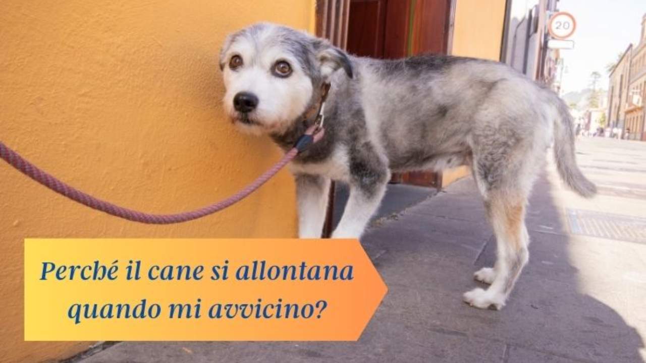 Il mio cane scappa se mi avvicino a lui: perché lo fa e cosa fare per ...