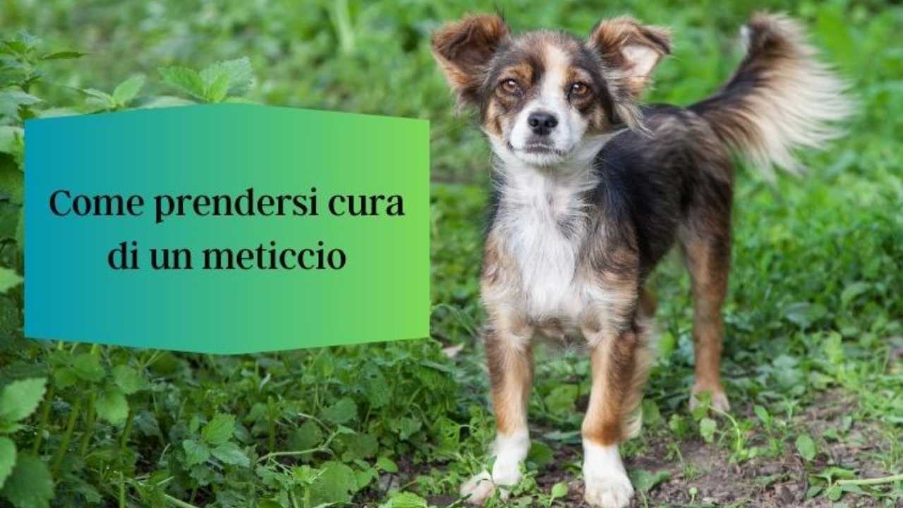 Cani meticci o incroci: 5 modi per prendersi cura di un cane di razza mista