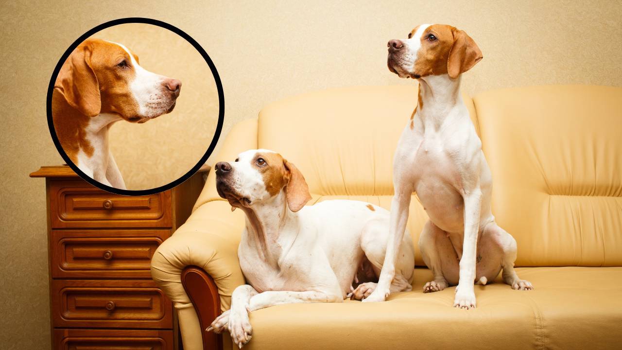 Cani compatibili con il Pointer inglese: la guida per il compagno perfetto