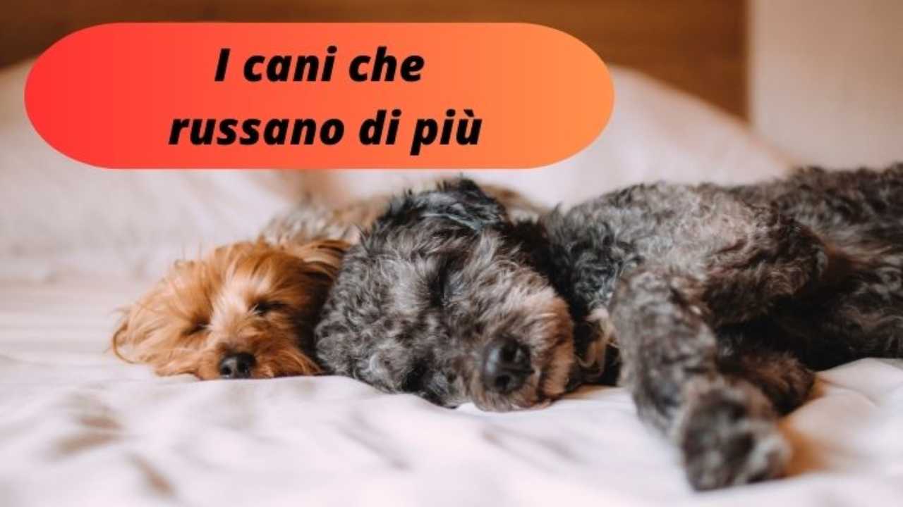Ecco quali sono i cani che russano di più: non solo razze brachicefale