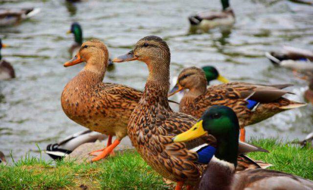 Anatra Rouen: specie ornamentale rara da cortile e da giardino