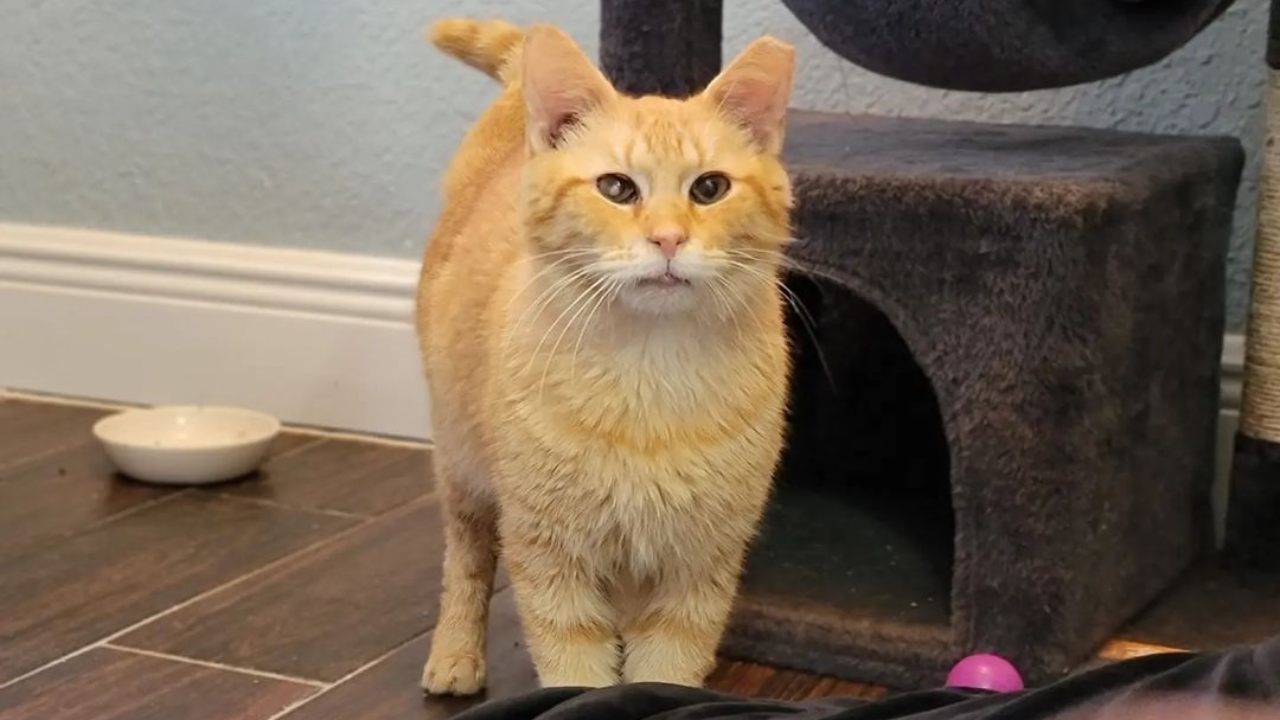 Basta vita all'aperto: il gatto trova la felicità in una casa accogliente