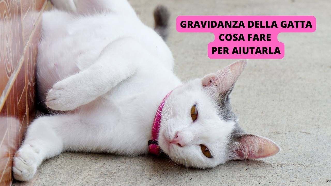 Gravidanza della gatta: come capirlo e che cosa fare per aiutarla