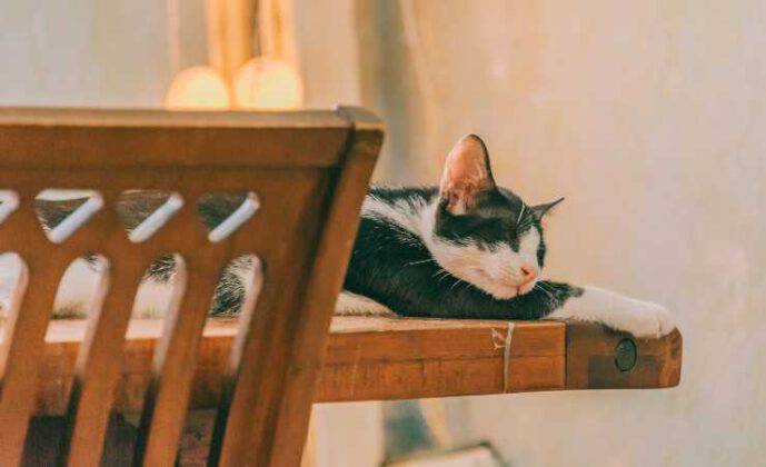 Dove far dormire il gatto: il posto migliore della casa per il sonno di ...