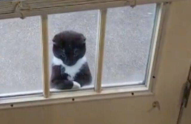 A zampe conserte: così il gatto Smackie J l'aspetta fuori dalla porta VIDEO