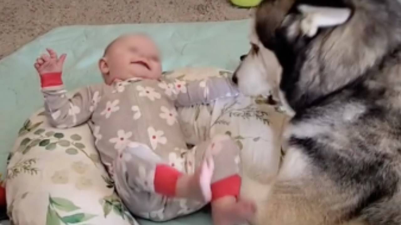 Husky diverte il bimbo con la voce di Homer Simpson e di Scooby Doo