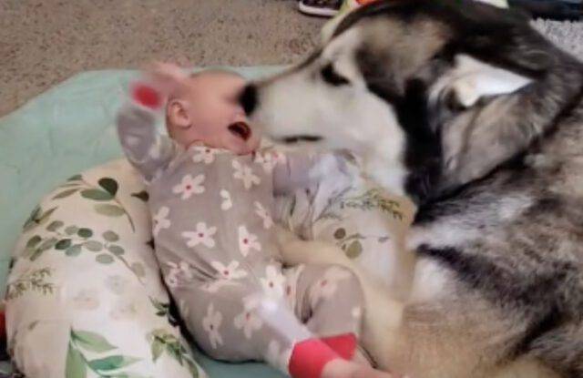 Husky diverte il bimbo con la voce di Homer Simpson e di Scooby Doo