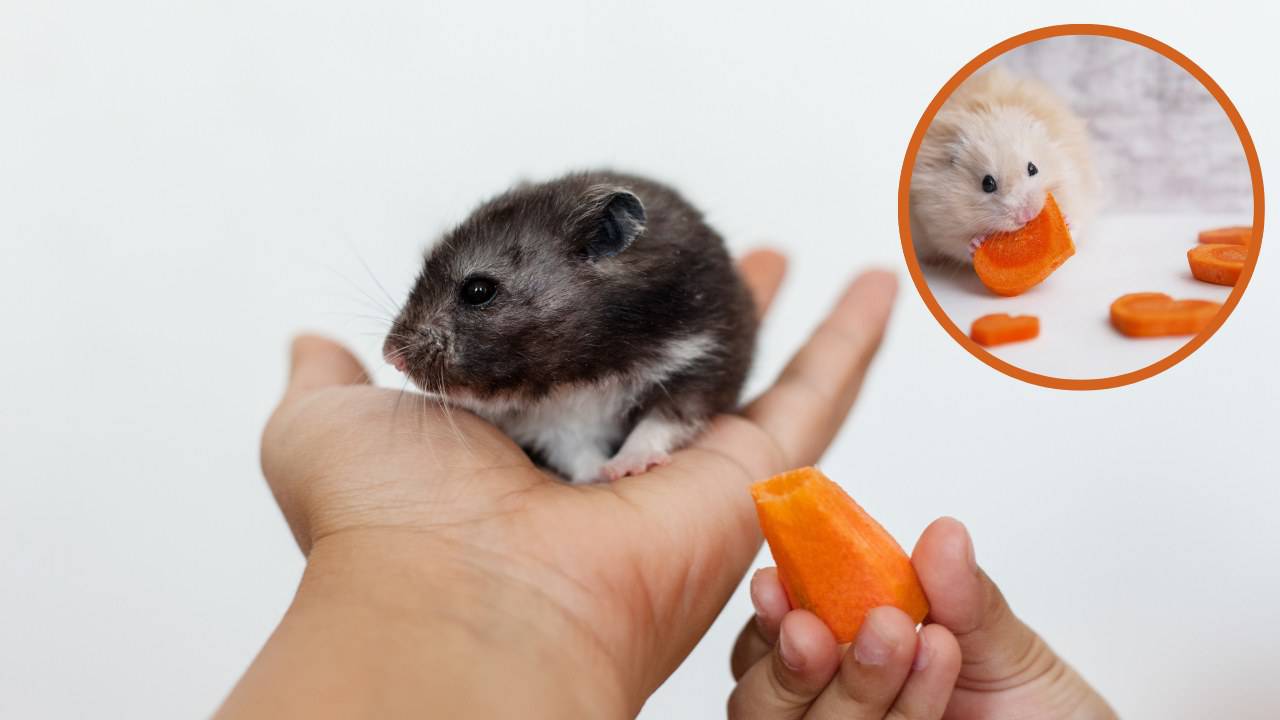 La carota nella dieta del criceto domestico: vantaggi, rischi e precauzioni