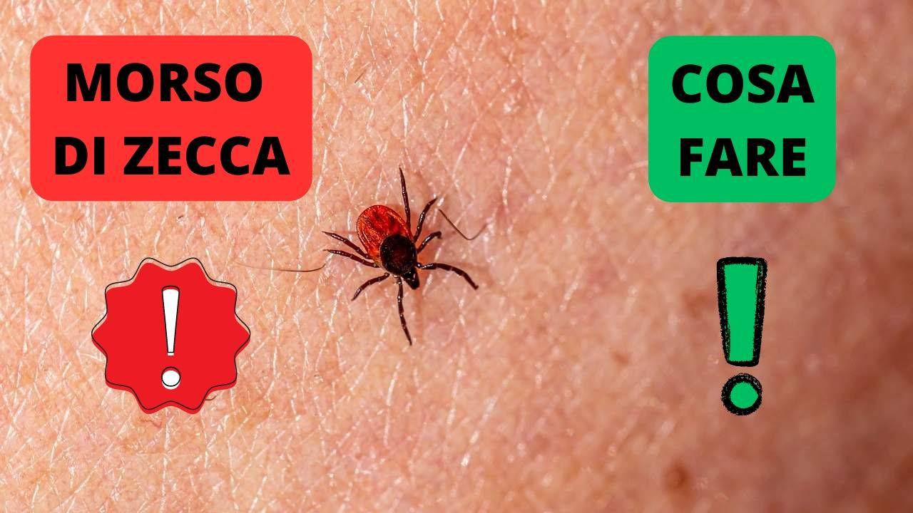 Emergenza morso di zecca: cosa fare per cane, gatto o adulti e bambini