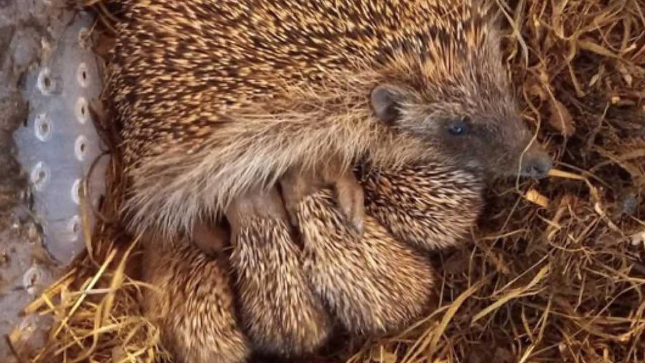 Il primo ospedale per ricci apre le sue porte in Italia: il nuovo orizzonte