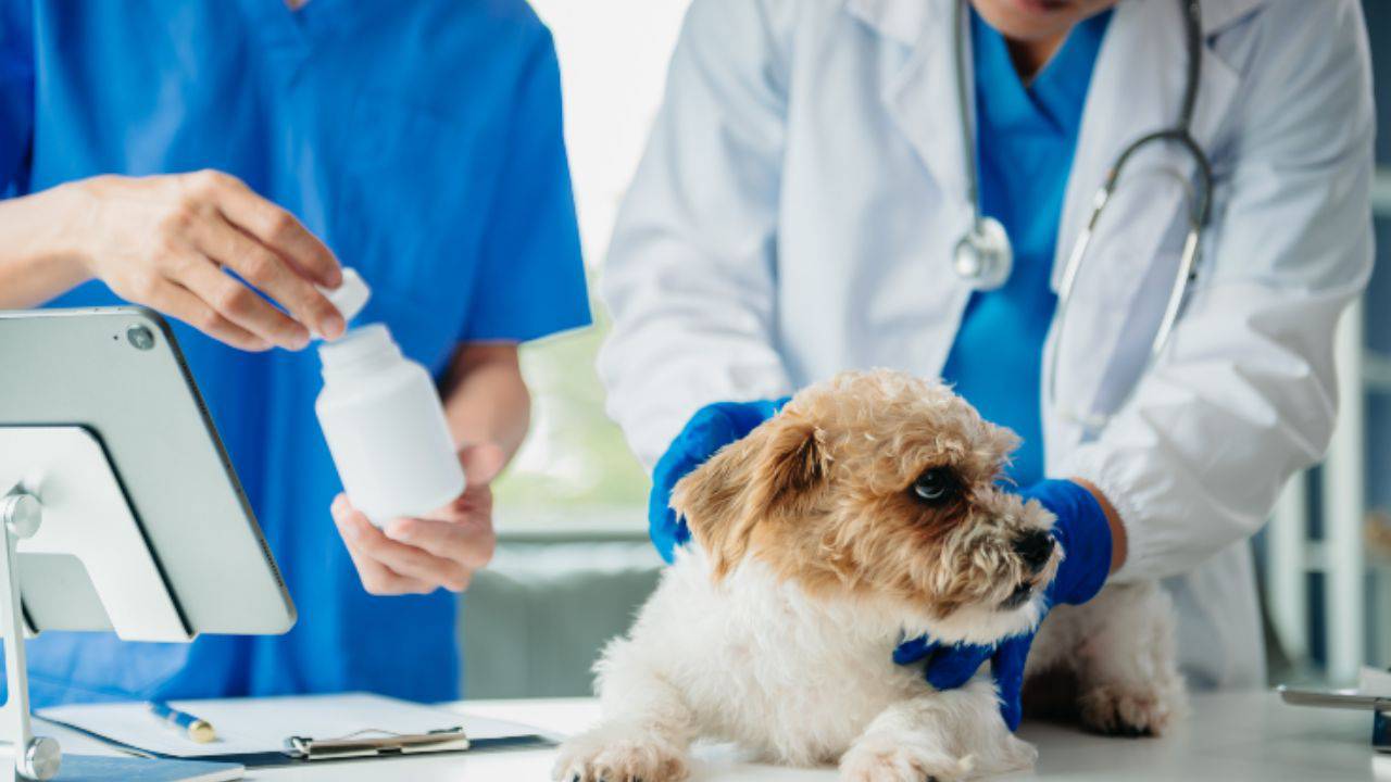 Sintomi di tigna nel cane: segnali da individuare e cure da eseguire