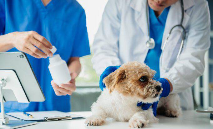 Sintomi di tigna nel cane: segnali da individuare e cure da eseguire
