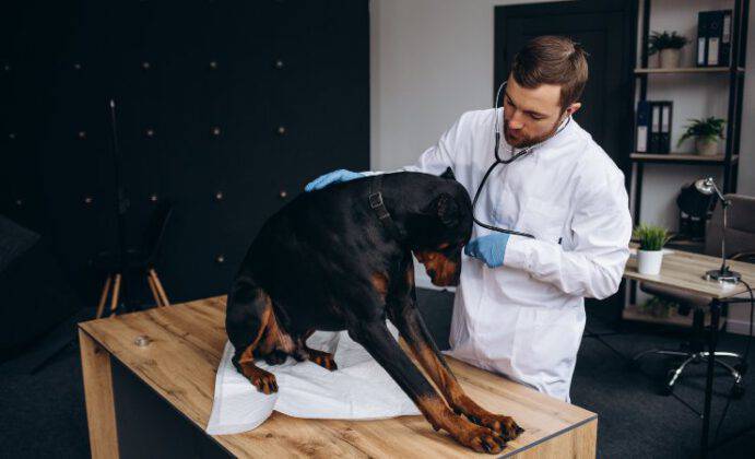 Sintomi di tigna nel cane: segnali da individuare e cure da eseguire