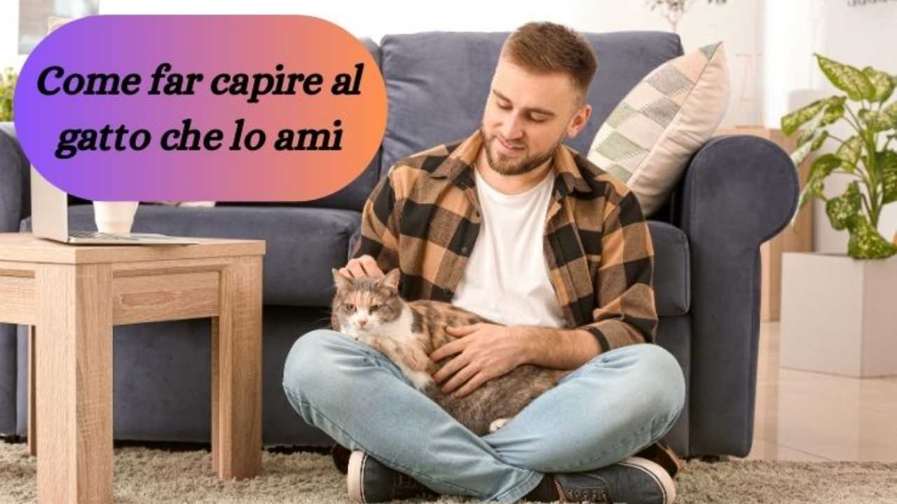 Come far capire al tuo gatto che lo ami: i modi giusti per dimostrare ...