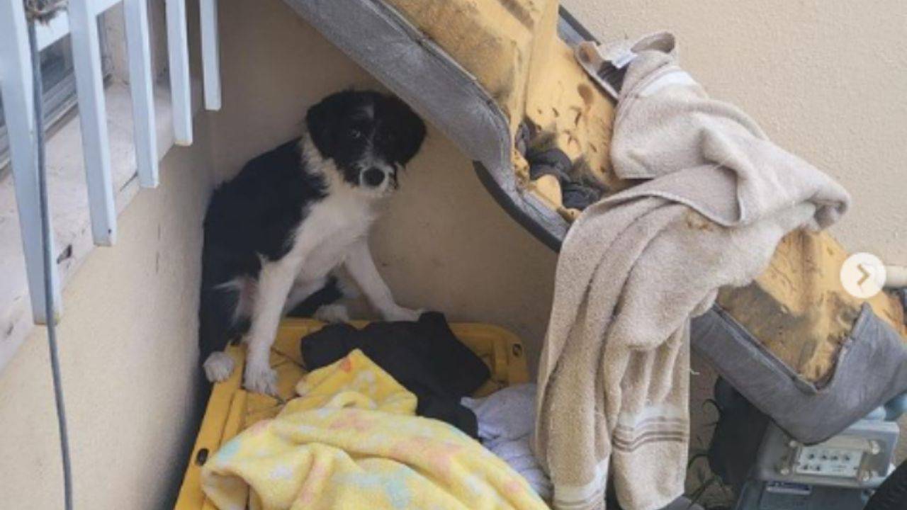 Cane abbandonato non fa avvicinar nessuno finché viene la bambina video