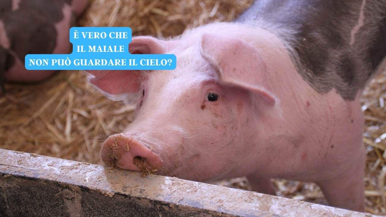 È vero che il maiale non può guardare il cielo? Risponde la scienza ...