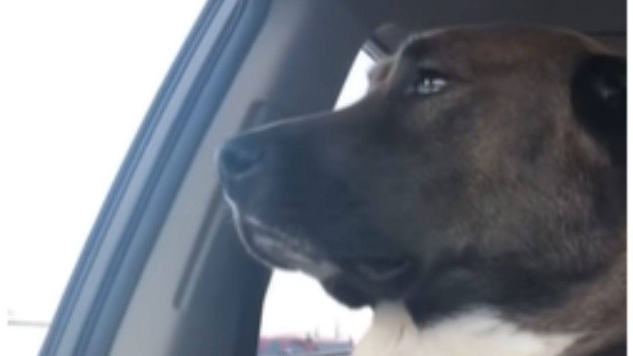 Il cane Fritz si sente tradito dal comportamento della mamma: la reazione
