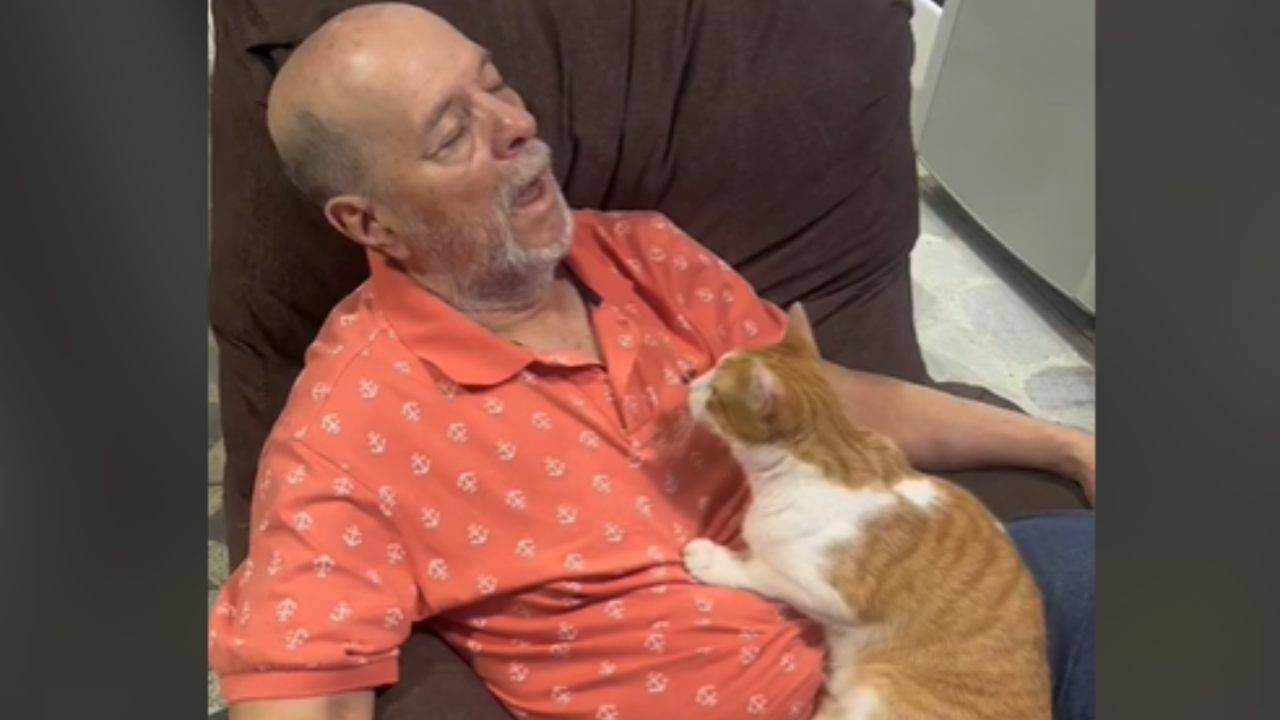 Teme che il papà umano stia male: gatto tenta di rianimarlo a tutti i costi