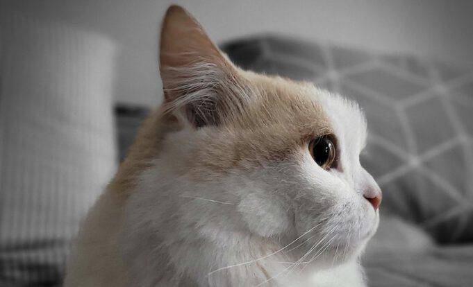 Gatti nani: eccone 7 tra razze e incroci che rimangono molto piccoli