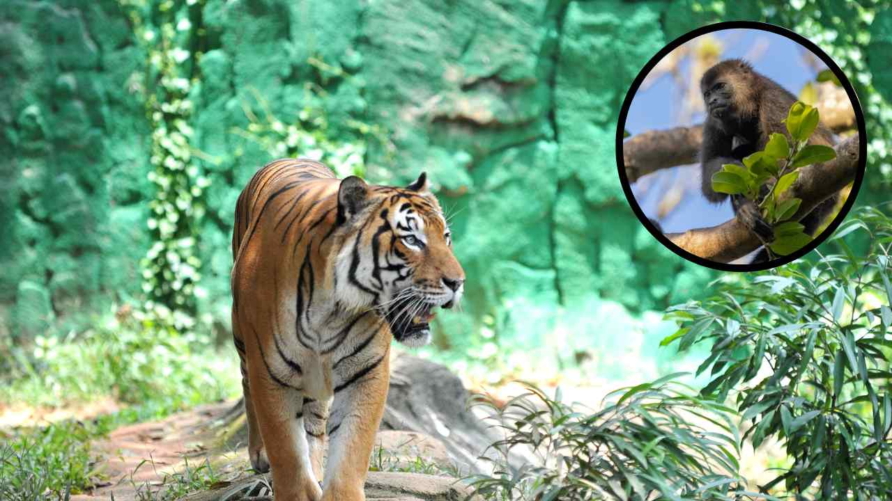 Animali dei tropici: le specie e il loro ruolo nell'ecosistema