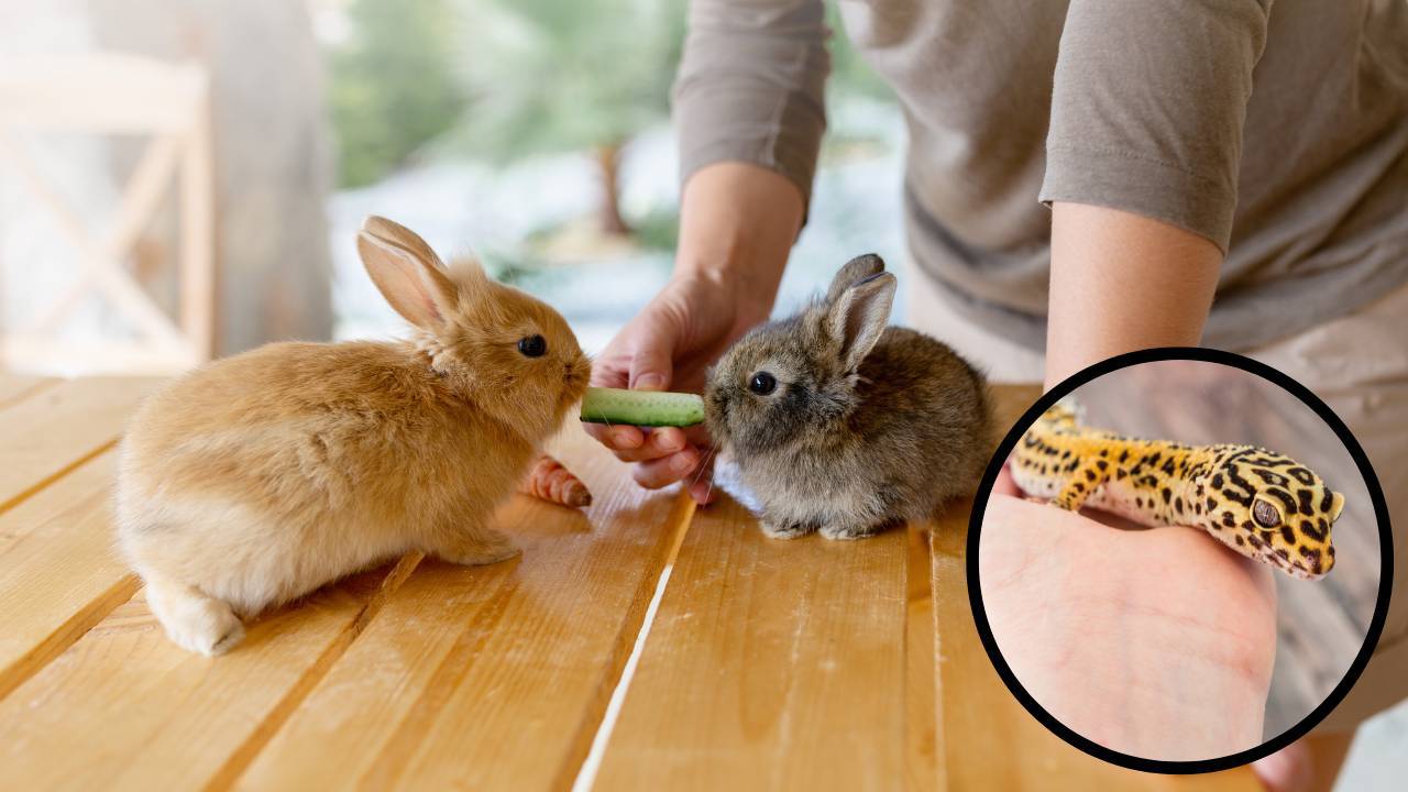 Animali domestici in miniatura: selezione, gestione, cura e benefici