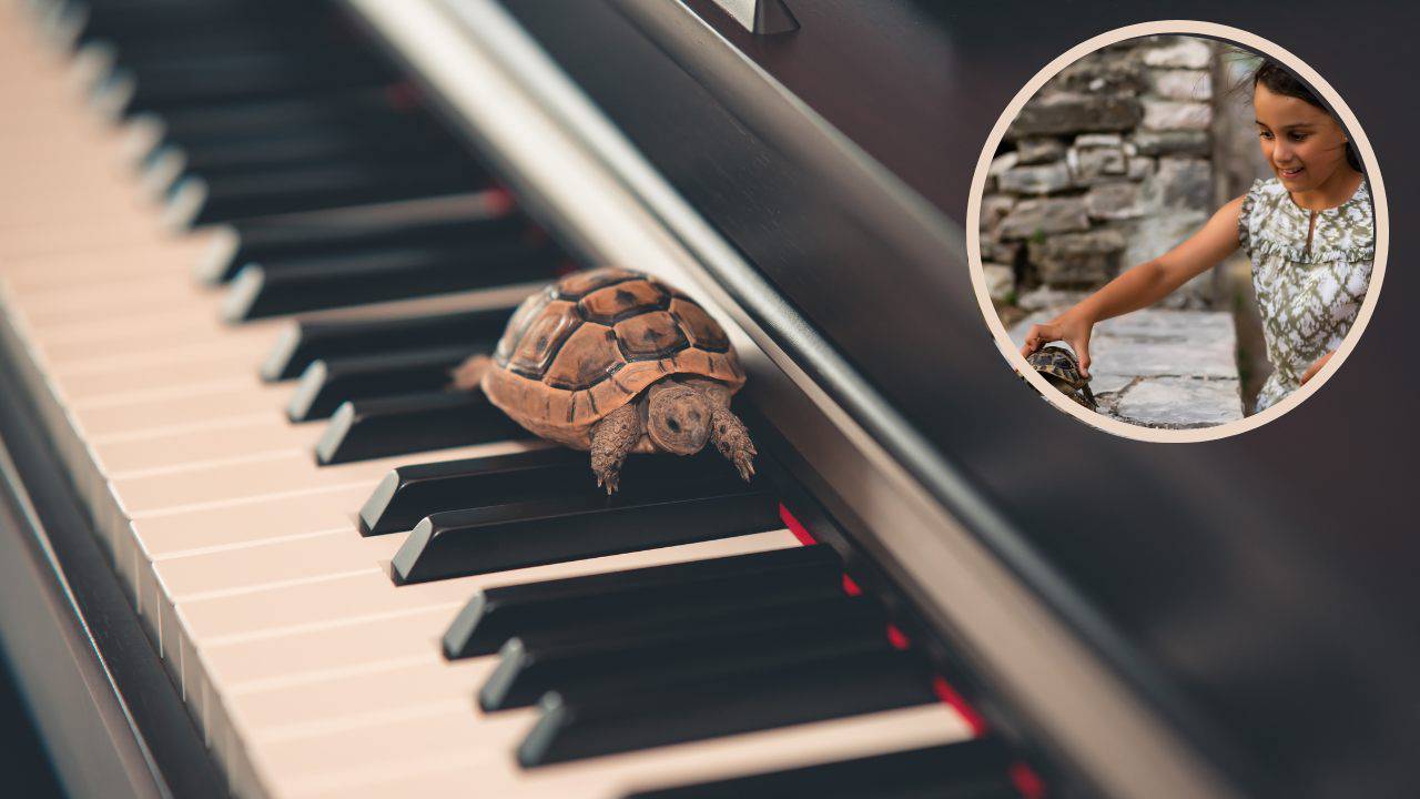 Attività per intrattenere la tartaruga domestica