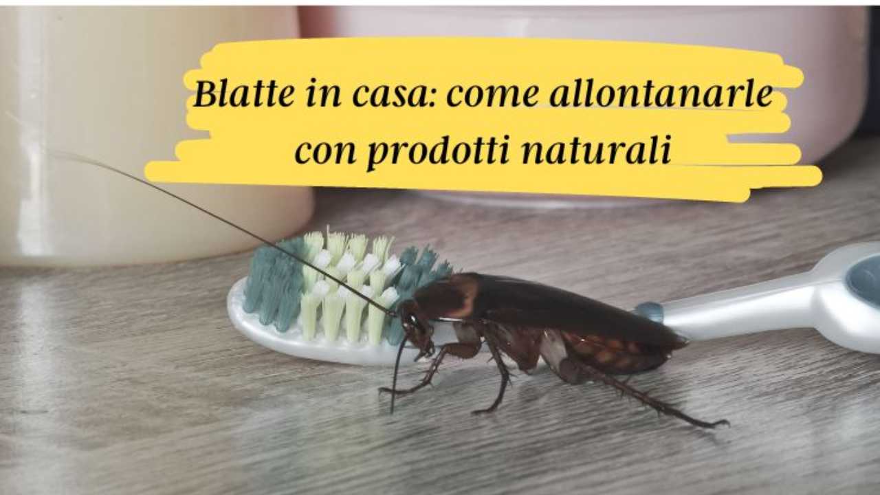 Blatte in casa? Come scacciarle una volta per tutte senza fargli del male