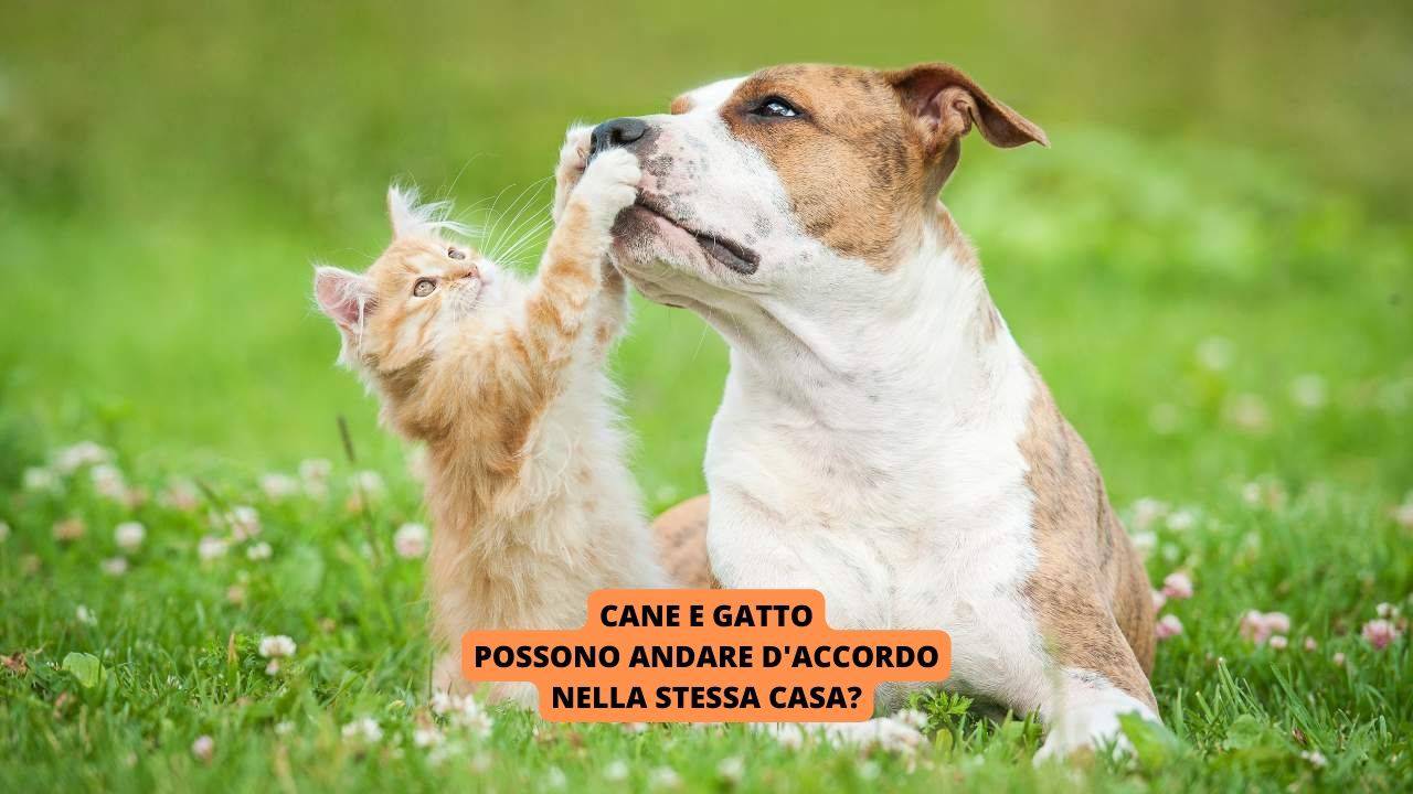 Cani e gatti possono andare d'accordo nella stessa casa? Cosa sapere
