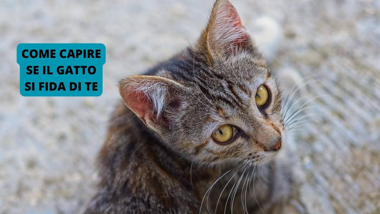 Come capire se il gatto si fida di te: sono questi i 5 segnali del suo ...