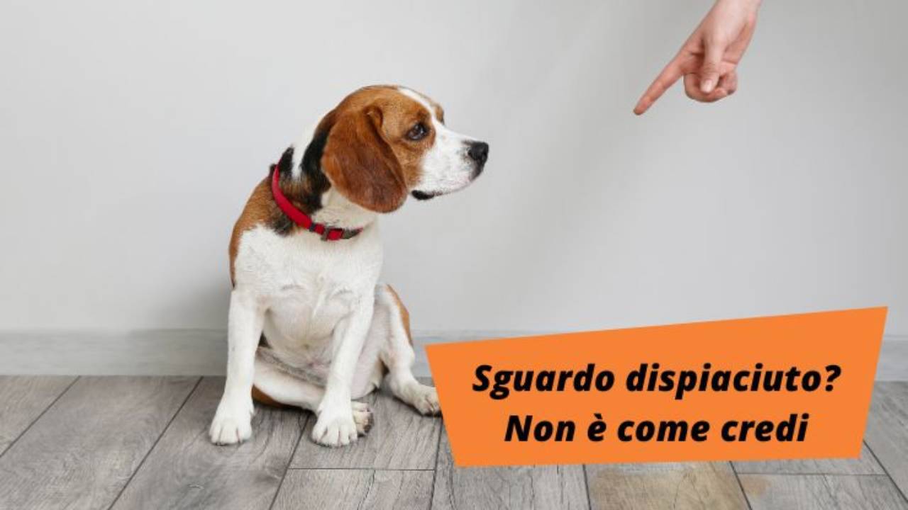 Il cane ha lo sguardo dispiaciuto: il motivo non è quello che immagini