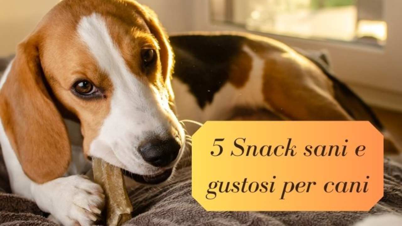 Snack per cani: 5 scelte sane e golose, da usare come premio e non solo
