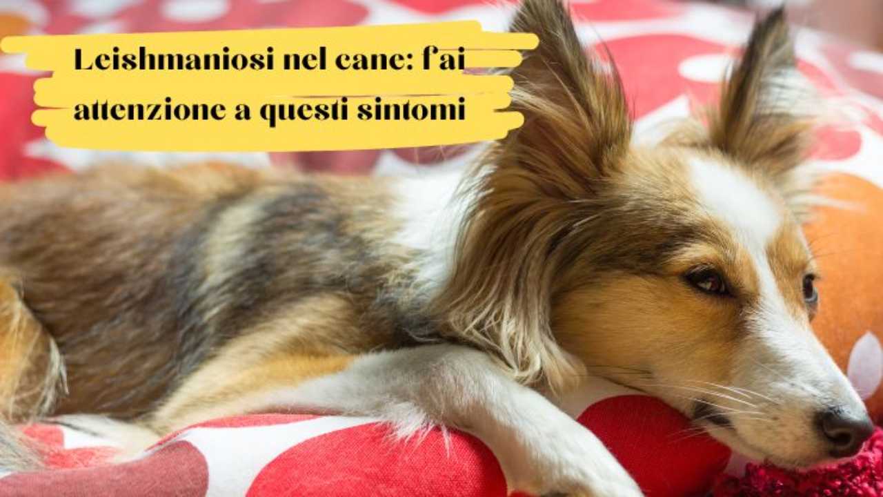 Leishmaniosi nel cane: questi sono i sintomi che non devi mai sottovalutare
